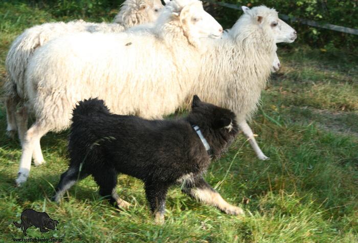 Lapinkoira - Aktuality - News | Finská lapinkoira